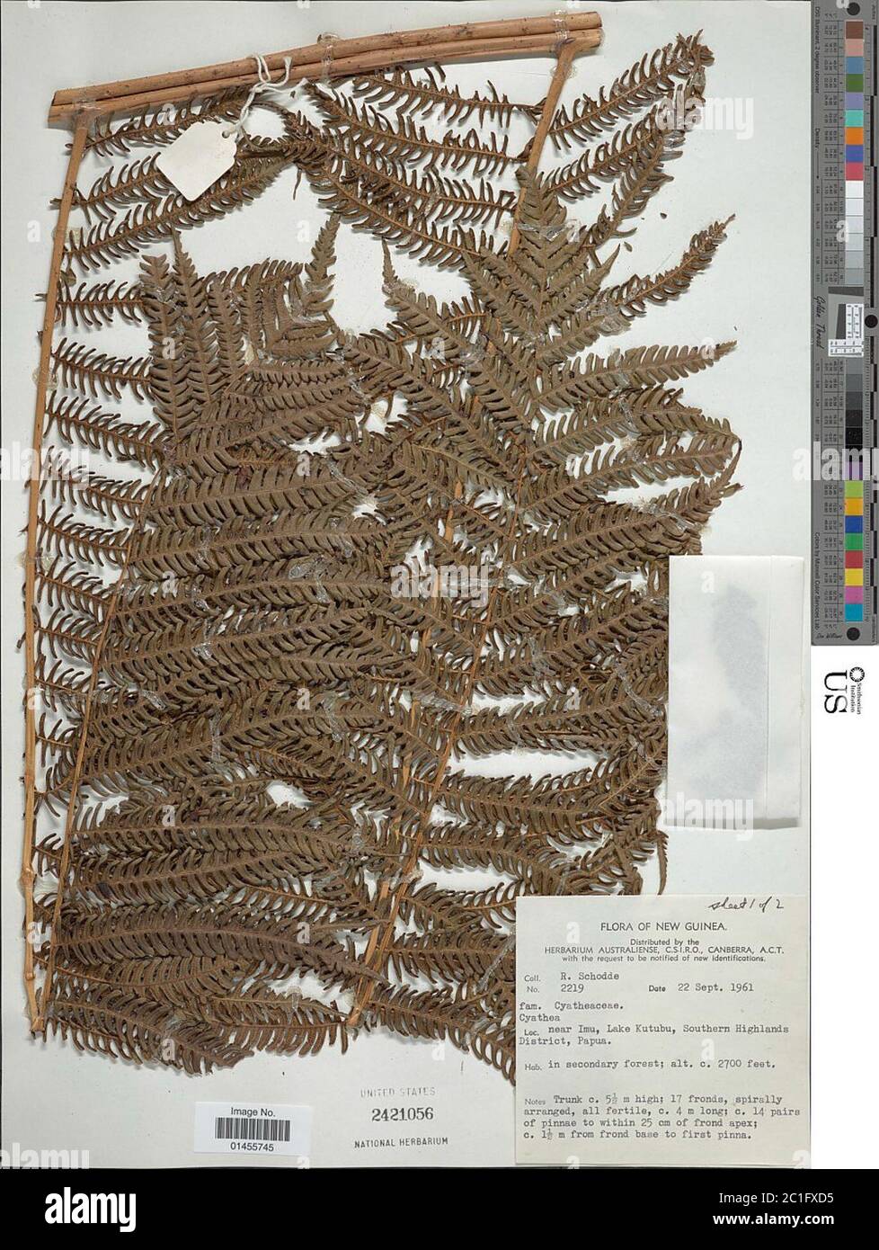 Alsophila sp hi-res stock photography and images - Alamy