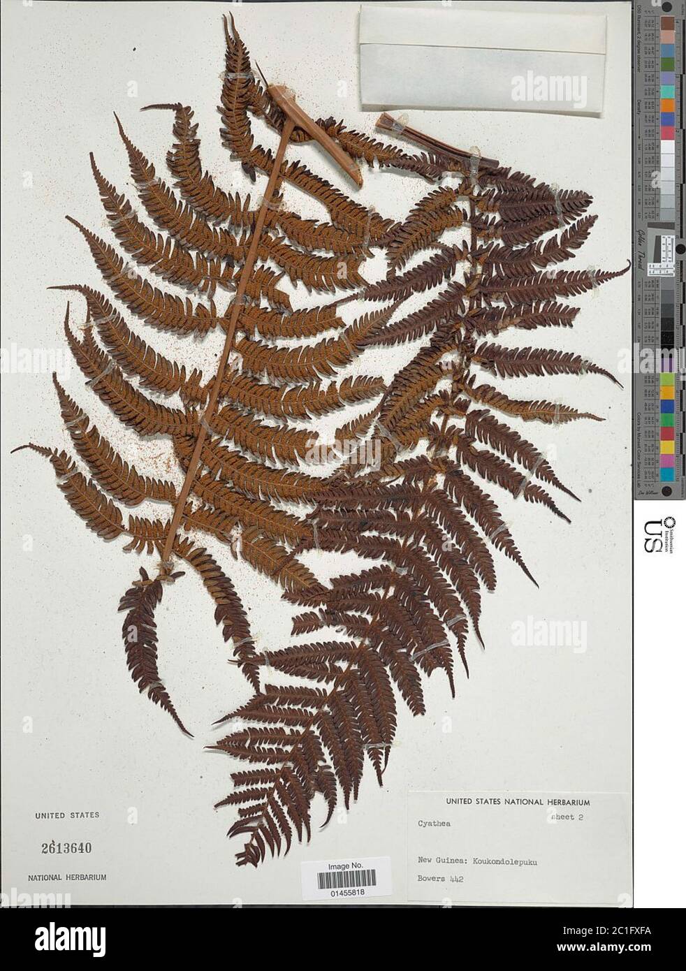 Alsophila sp hi-res stock photography and images - Alamy