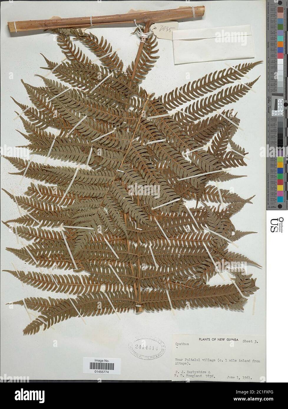 Alsophila sp hi-res stock photography and images - Alamy