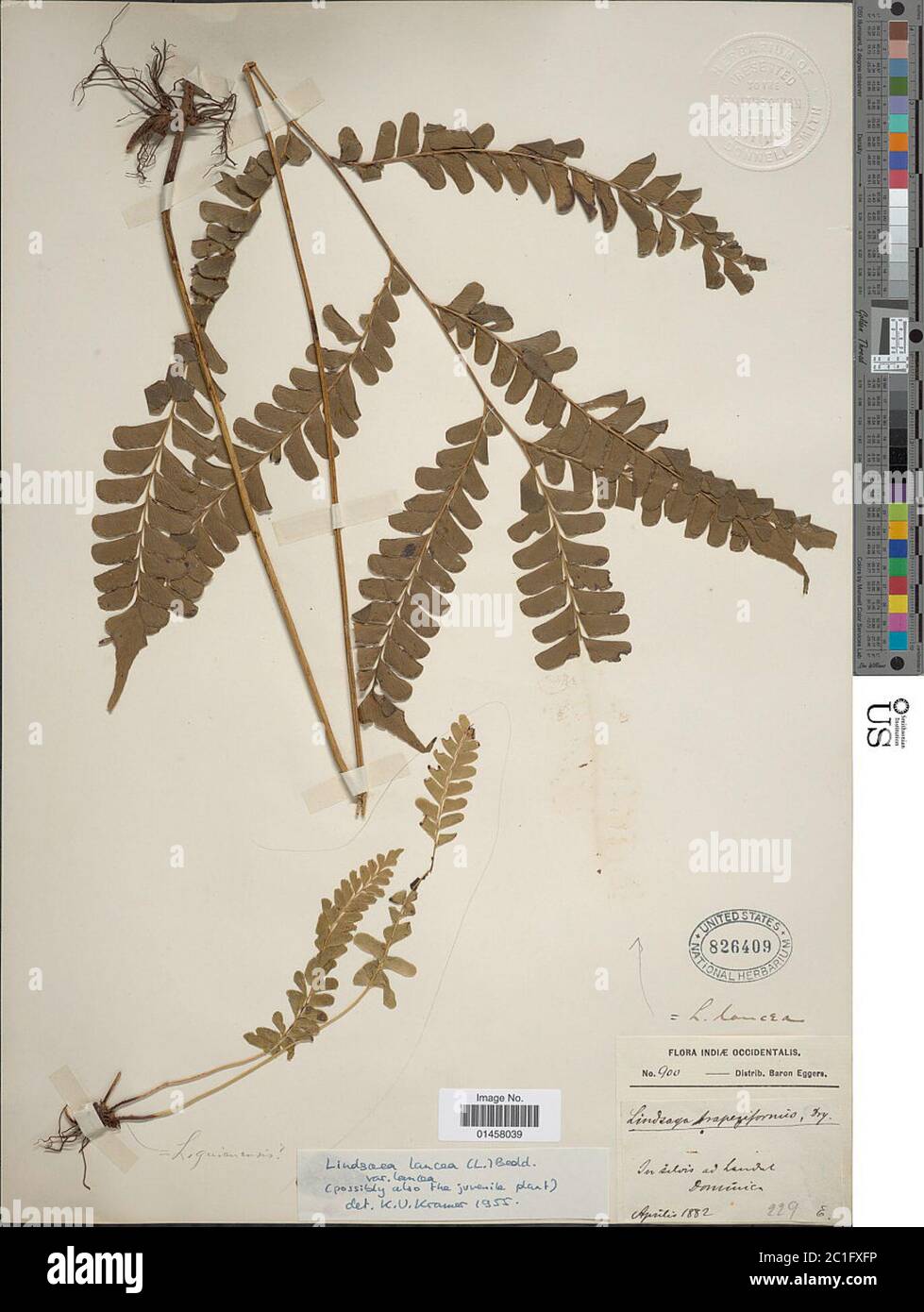 Lindsaea lancea L Bedd Lindsaea lancea L Bedd Stock Photo - Alamy