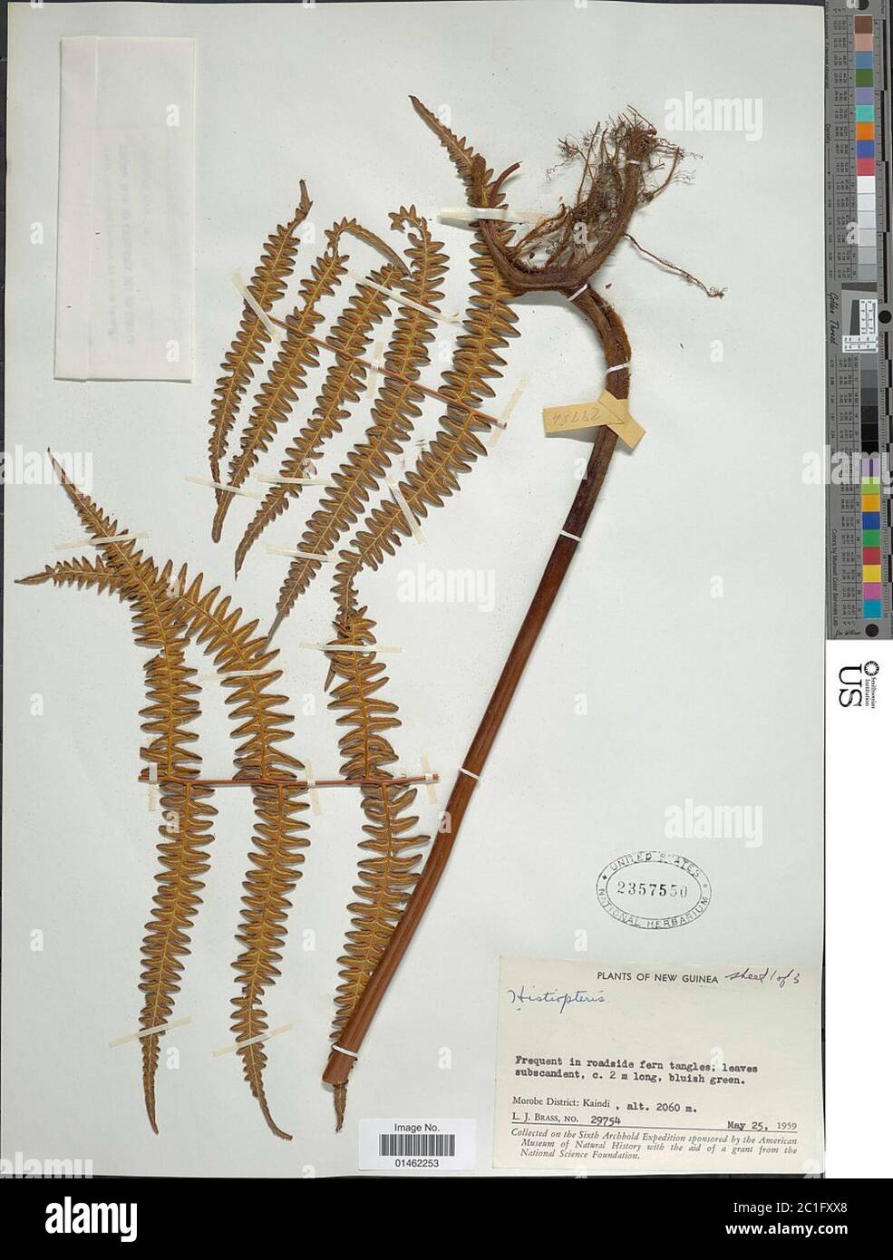 Histiopteris hi-res stock photography and images - Alamy