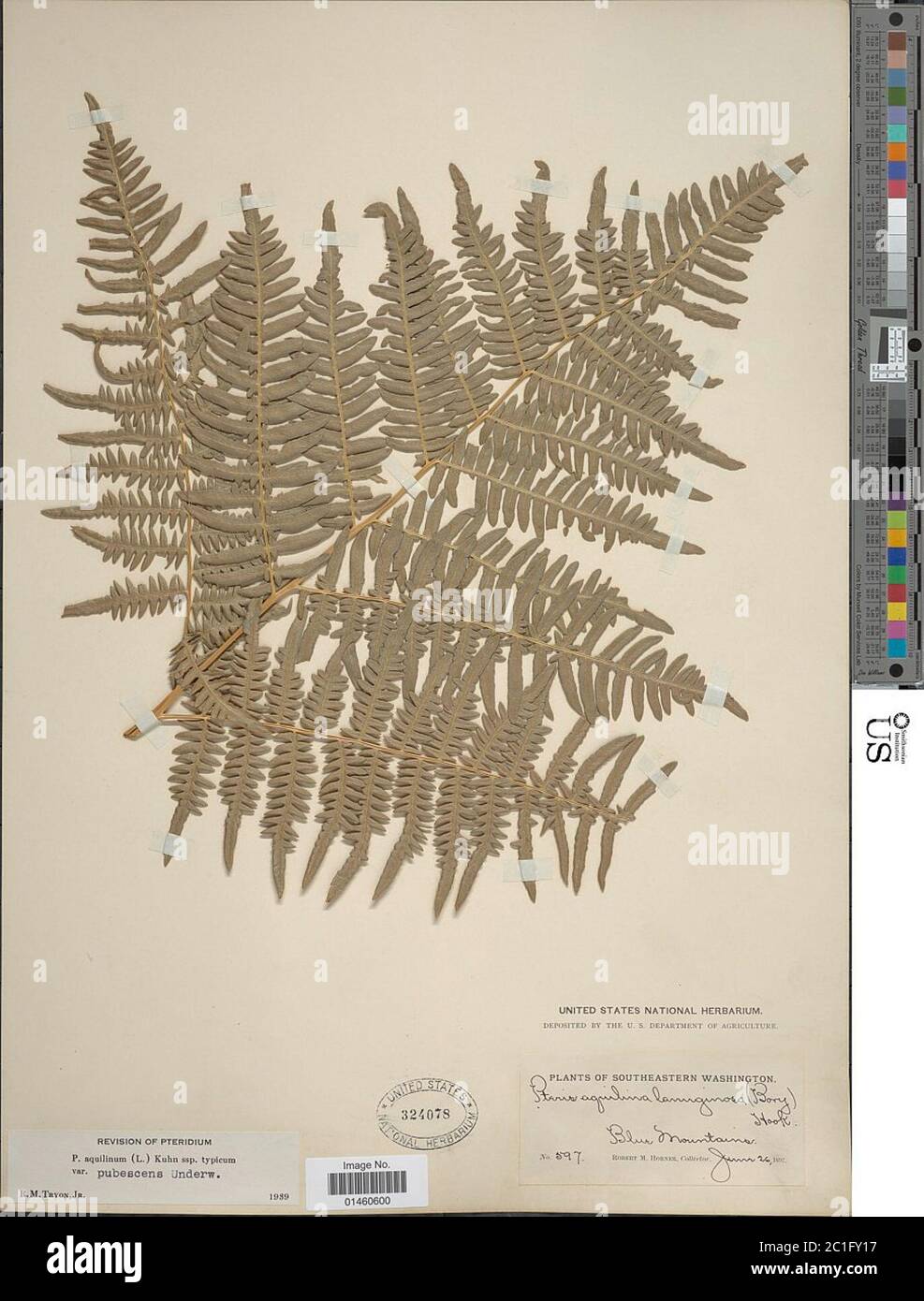 Pteridium pubescens Underw Christenh Pteridium pubescens Underw ...