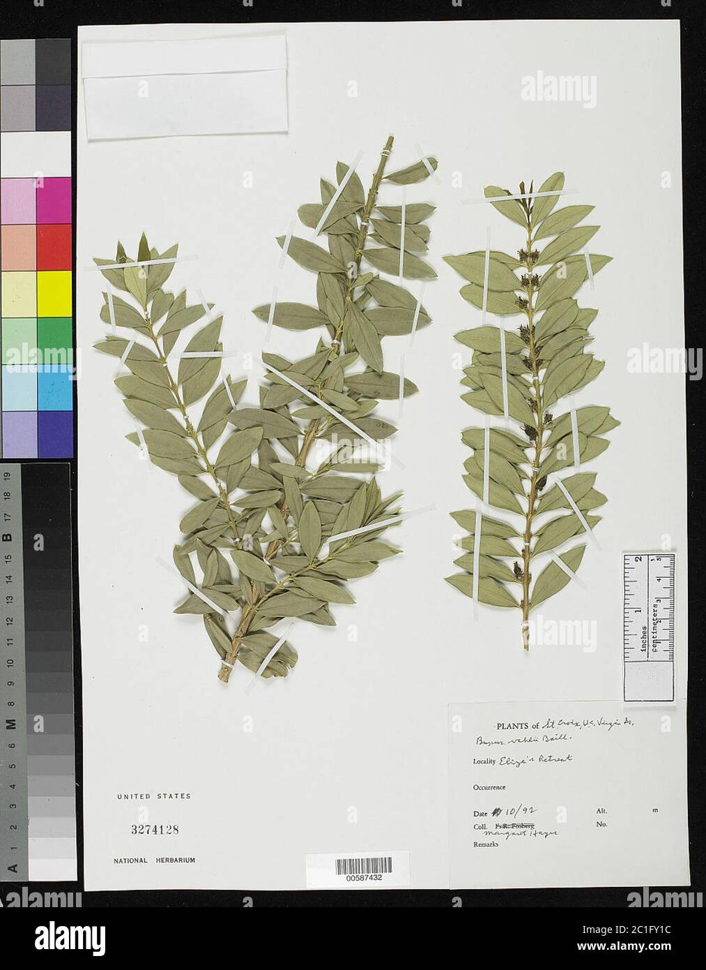 Buxus vahlii Baill Buxus vahlii Baill Stock Photo - Alamy