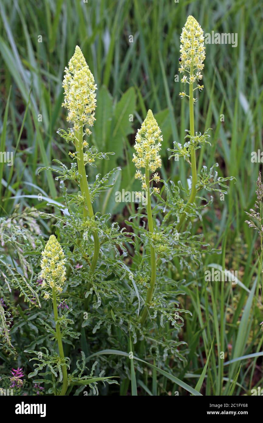 Yellow Wau High Resolution Stock Photography and Images - Alamy