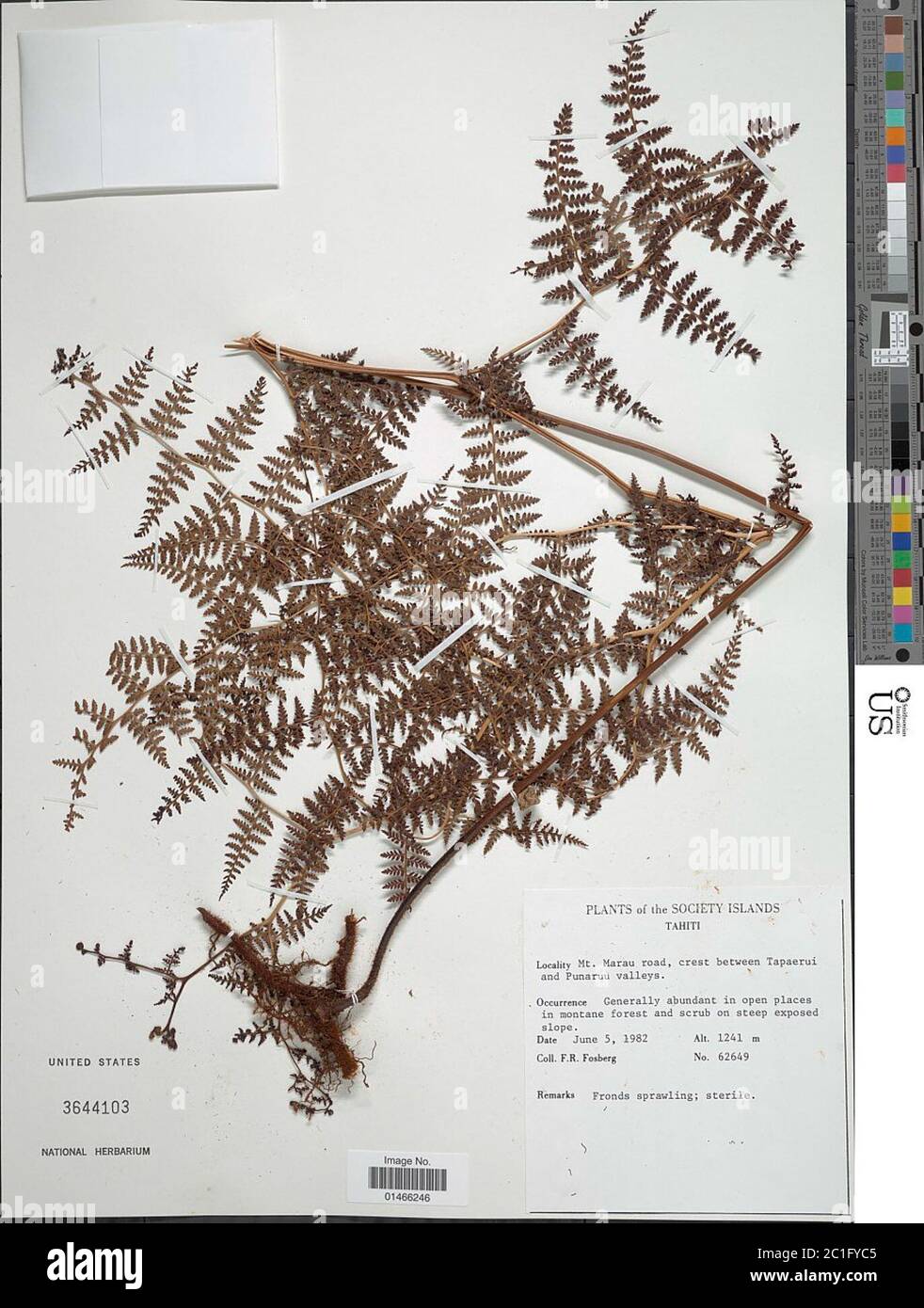 Microlepia hi-res stock photography and images - Alamy