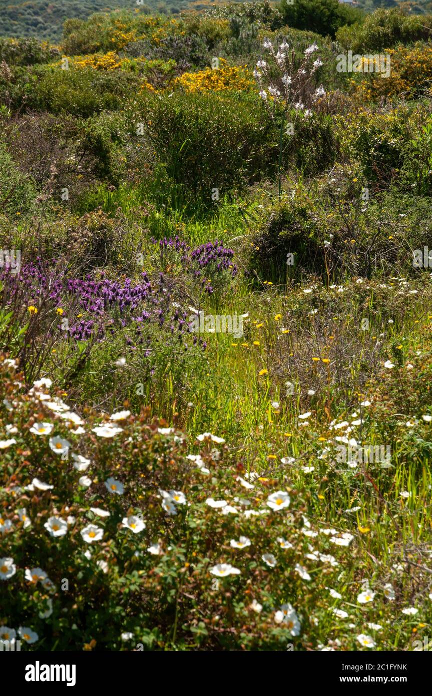 Landscape of wild beautiful mediterranean flowers Stock Photo - Alamy