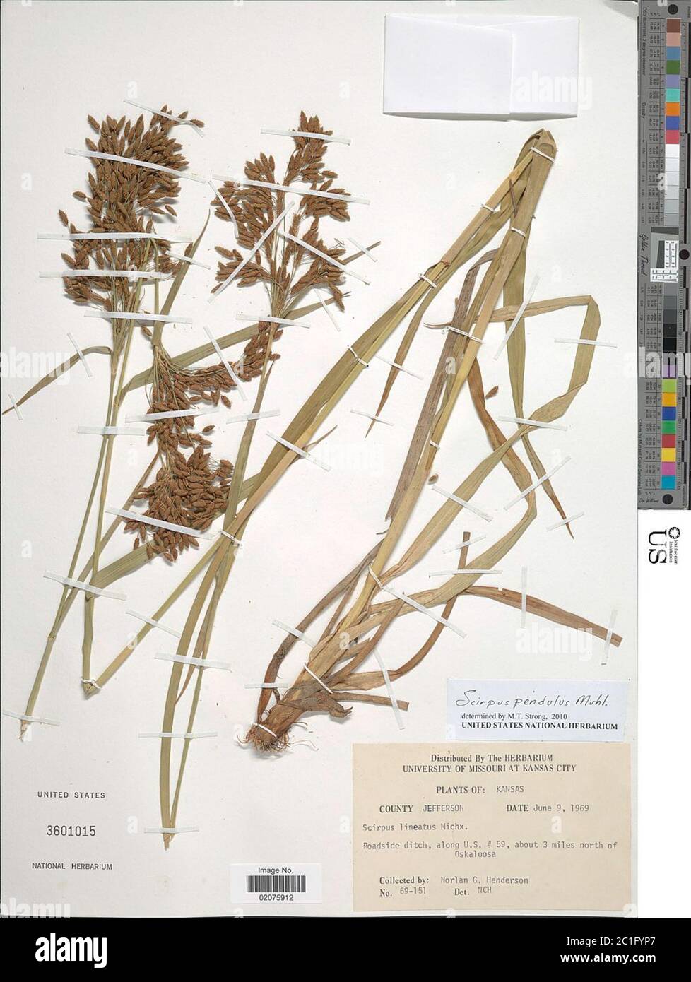 Scirpus pendulus Muhl Scirpus pendulus Muhl Stock Photo - Alamy