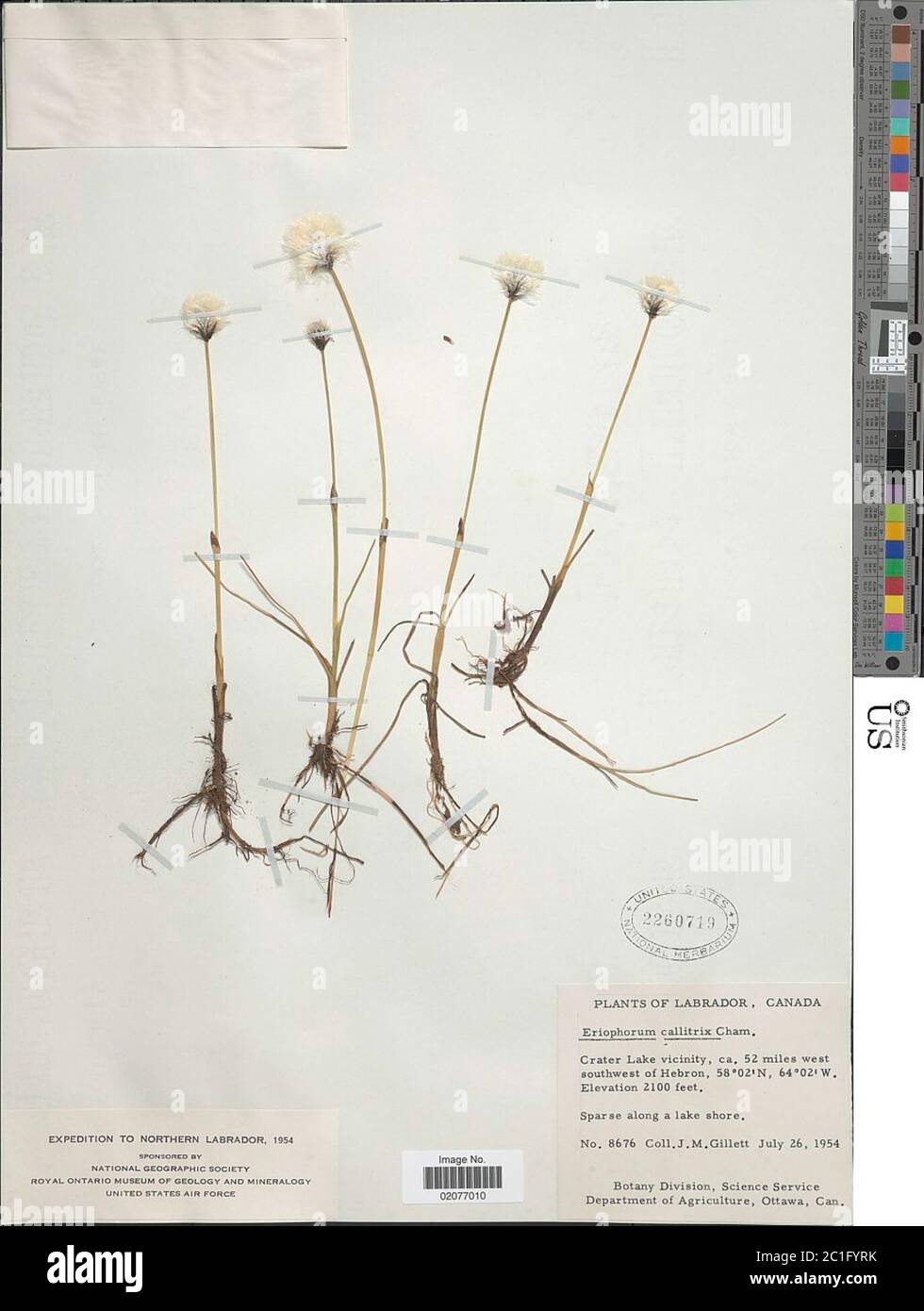 Eriophorum callitrix Cham Eriophorum callitrix Cham Stock Photo - Alamy
