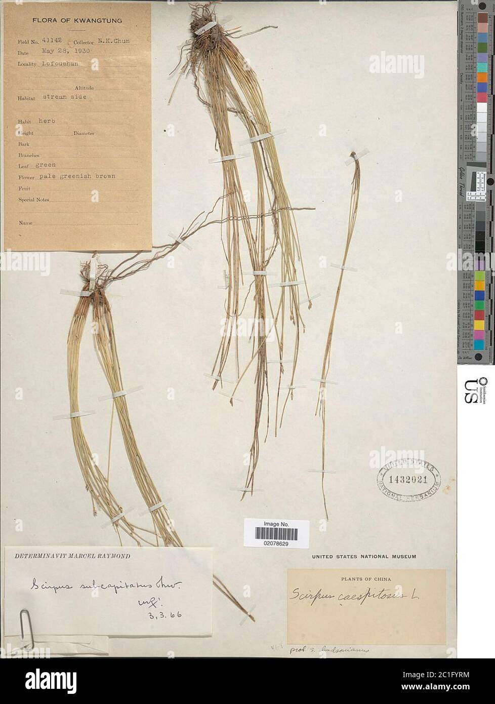 Trichophorum subcapitatum Thwaites Hook DA Simpson Trichophorum ...