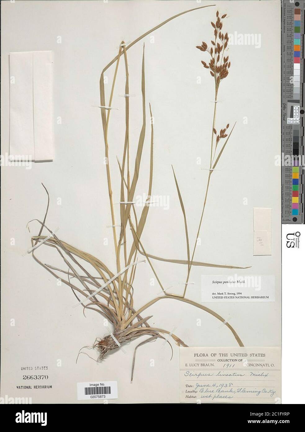 Scirpus pendulus Muhl Scirpus pendulus Muhl Stock Photo - Alamy