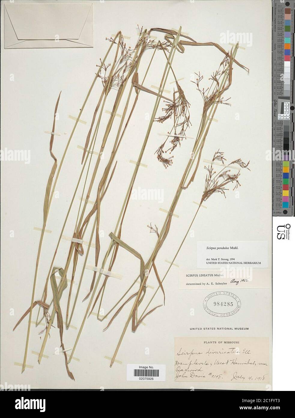 Scirpus pendulus Muhl Scirpus pendulus Muhl Stock Photo - Alamy