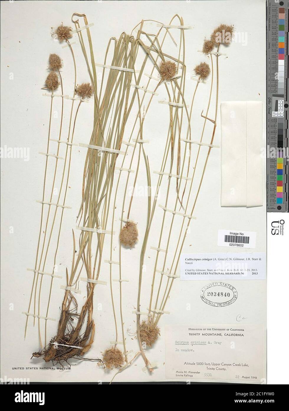 Calliscirpus criniger A Gray CN Gilmour et al Calliscirpus criniger A ...