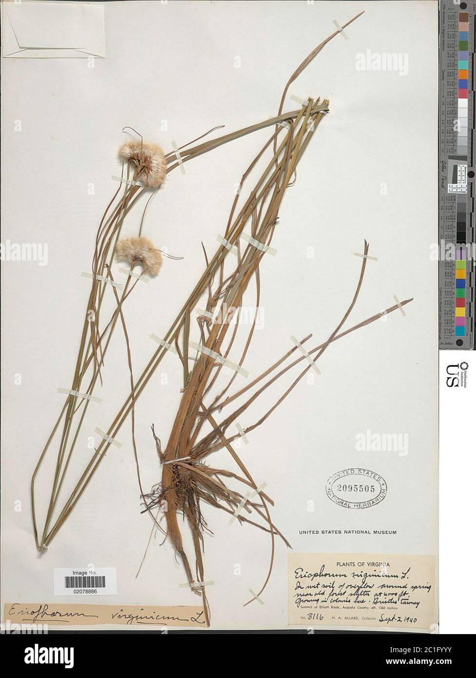 Eriophorum virginicum hi-res stock photography and images - Alamy