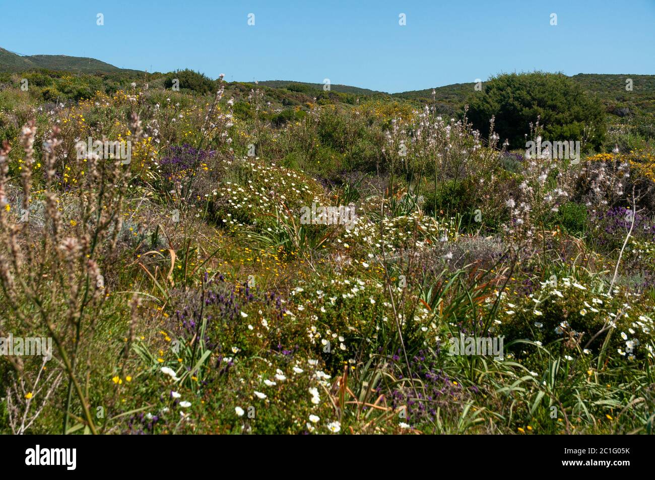 Landscape of wild beautiful mediterranean flowers Stock Photo - Alamy