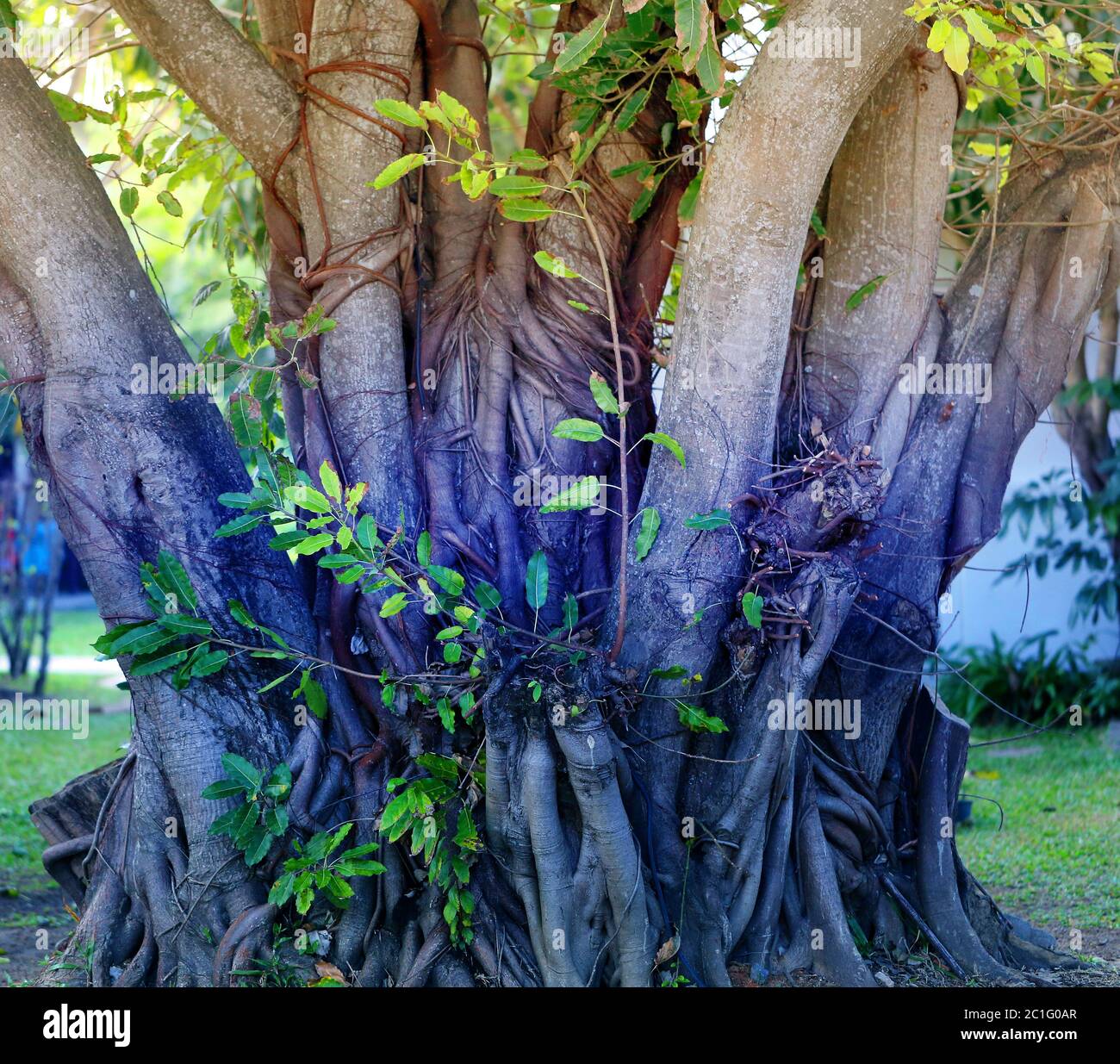 Beautiful photo with a tropical tree Stock Photo - Alamy