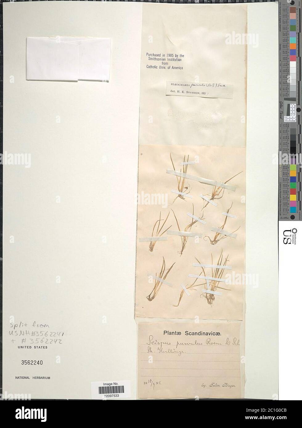 Eleocharis parvula Roem Schult Link ex Bluff et al Eleocharis parvula ...