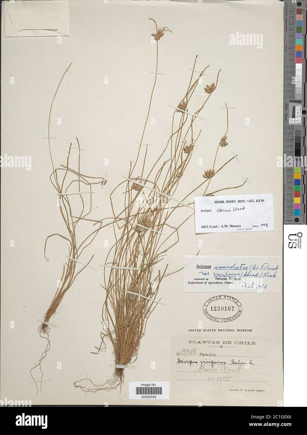 Isolepis varians Steud Isolepis varians Steud Stock Photo - Alamy