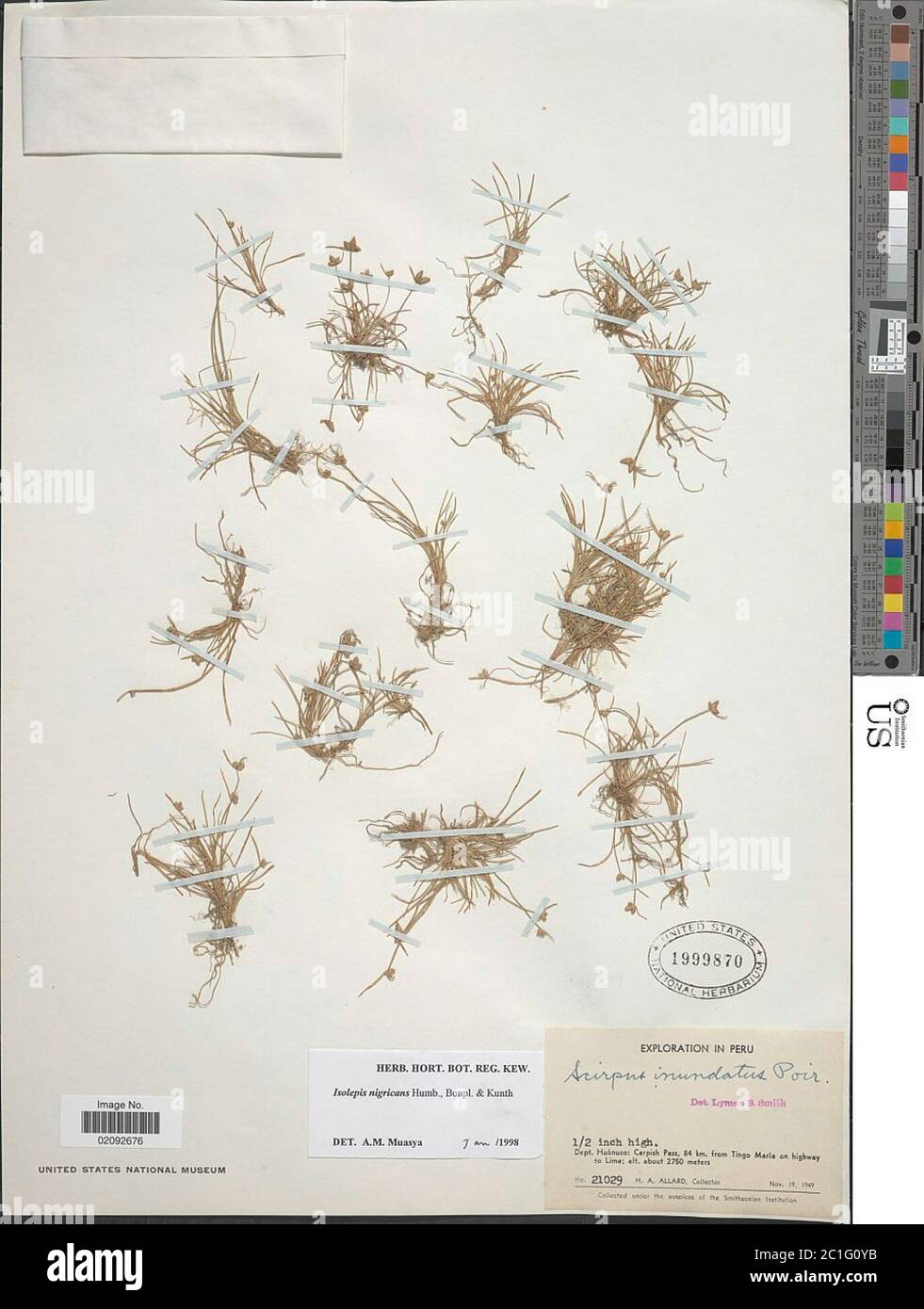 Isolepis nigricans Kunth Isolepis nigricans Kunth Stock Photo - Alamy