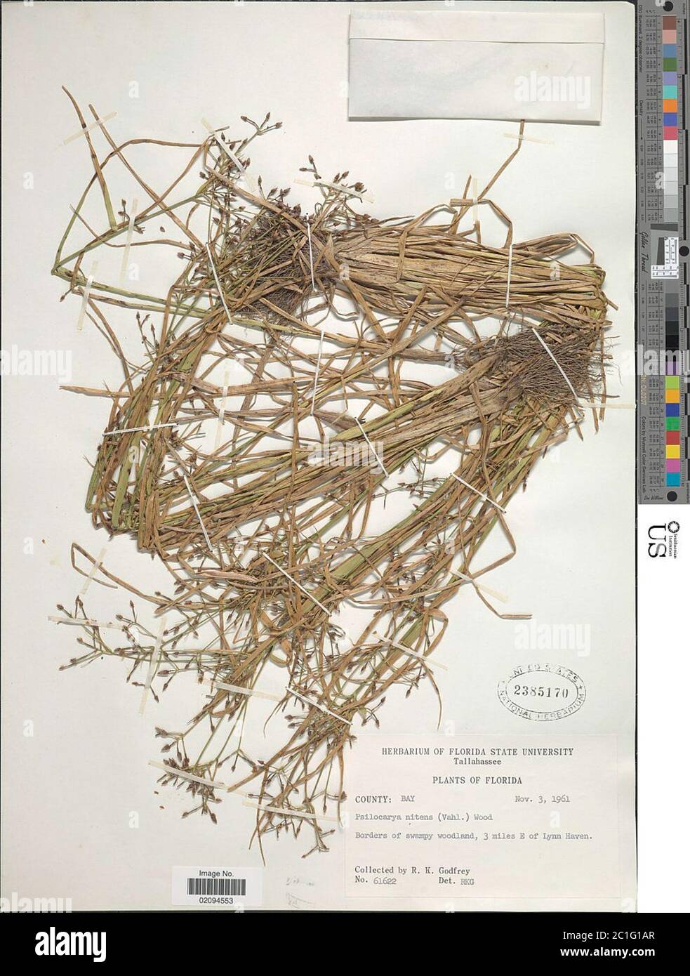 Rhynchospora nitens Vahl A Gray Rhynchospora nitens Vahl A Gray Stock ...