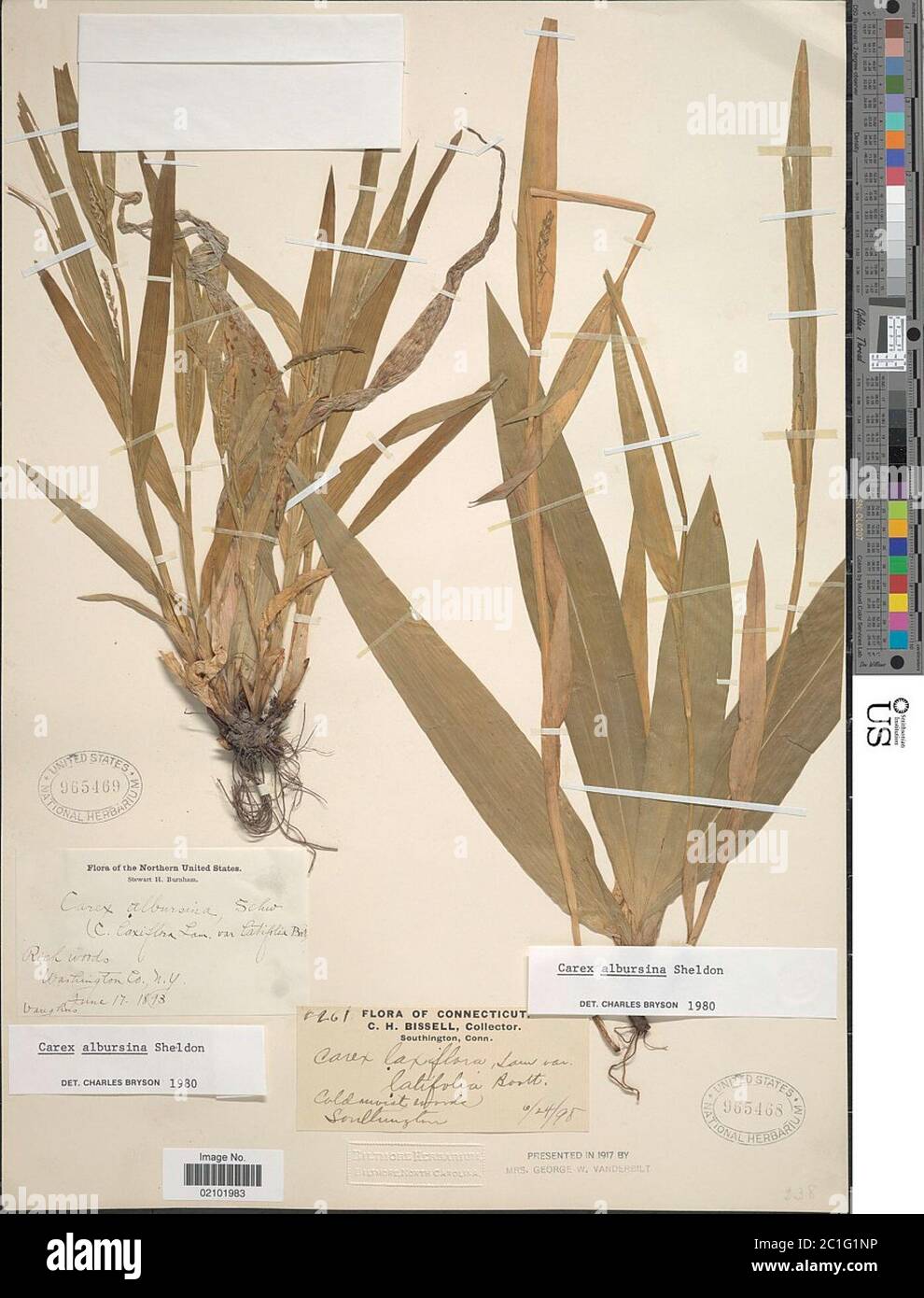 Carex albursina E Sheld Carex albursina E Sheld Stock Photo - Alamy