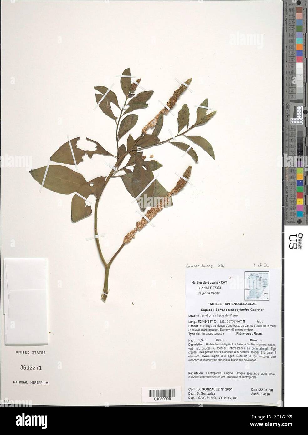 Sphenoclea zeylanica Gaertn Sphenoclea zeylanica Gaertn Stock Photo - Alamy