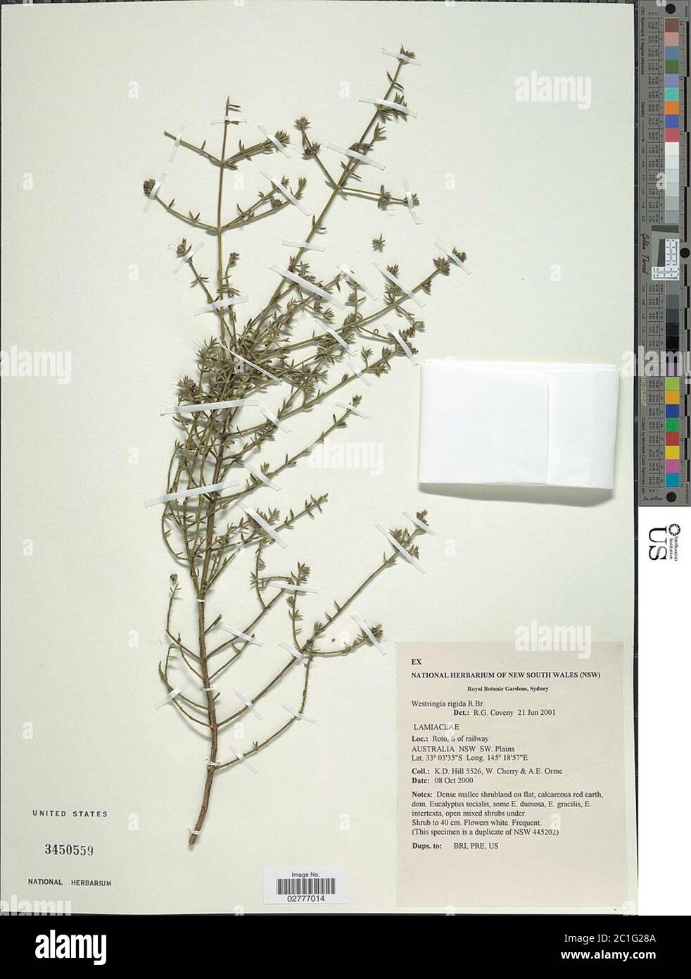 Westringia rigida Aiton Westringia rigida Aiton Stock Photo - Alamy