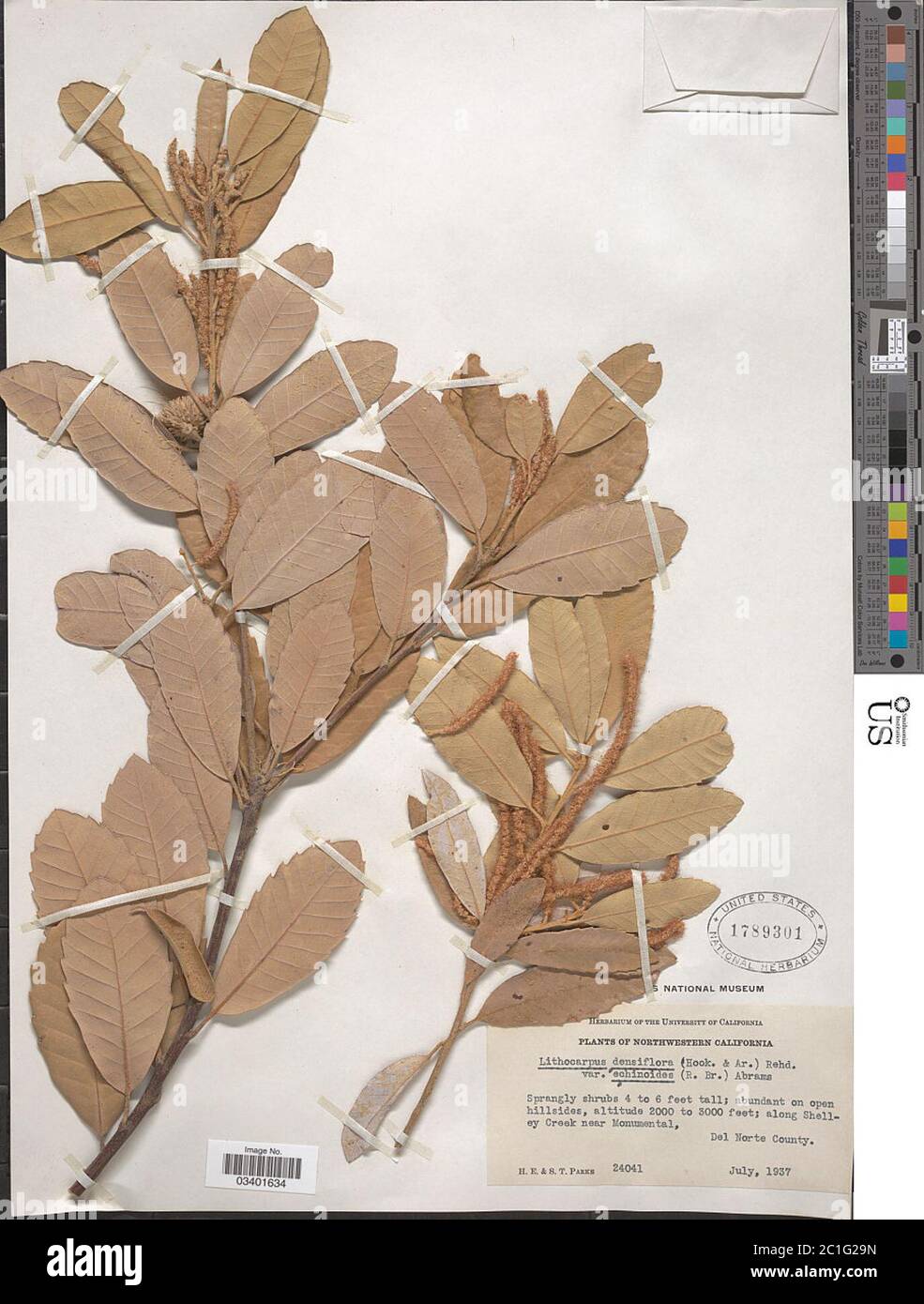 Echinoides hi-res stock photography and images - Alamy