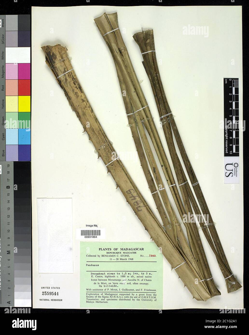 Pandanus sp hi-res stock photography and images - Alamy