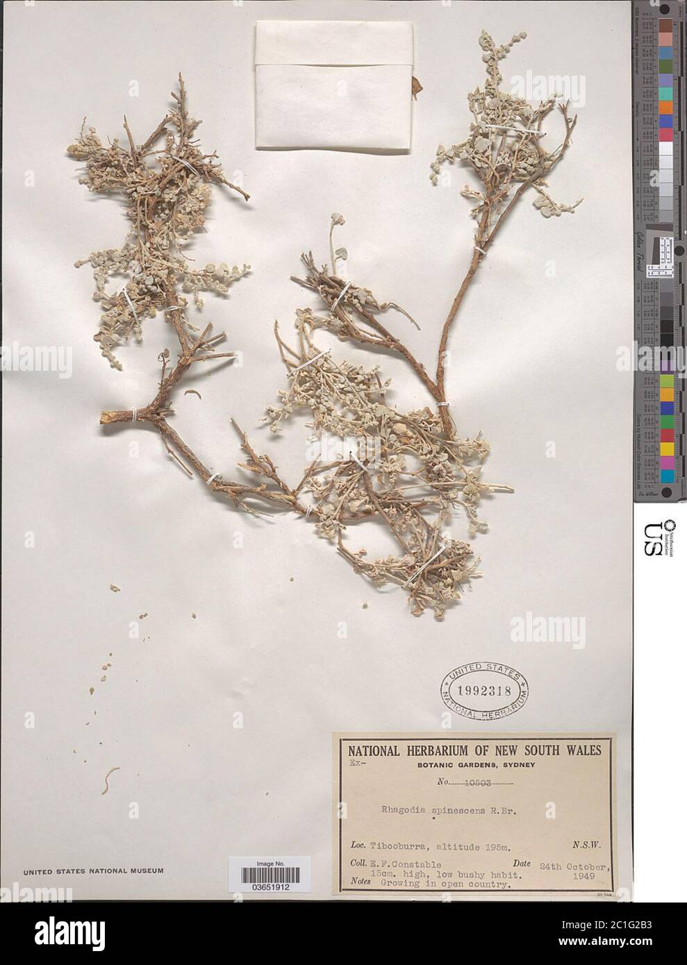 Spinescens hi-res stock photography and images - Alamy