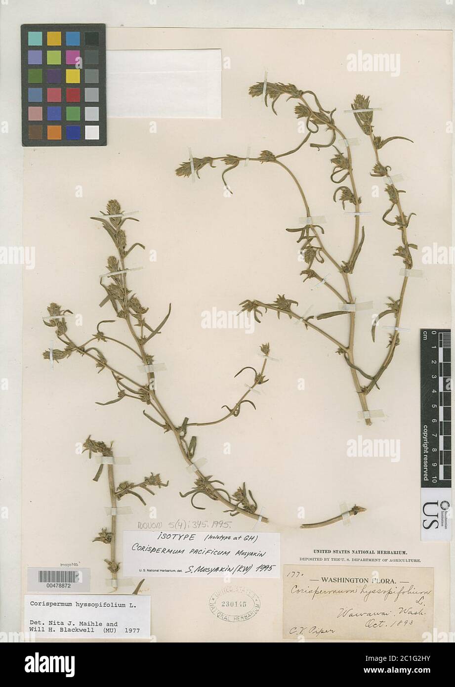 Corispermum pacificum Mosyakin Corispermum pacificum Mosyakin Stock ...