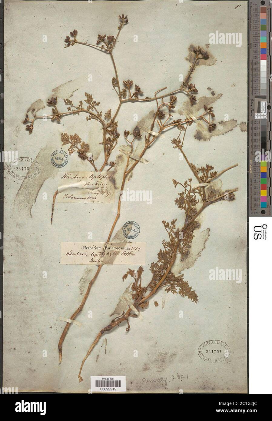 Capnophyllum leptophylla Capnophyllum leptophylla Stock Photo - Alamy