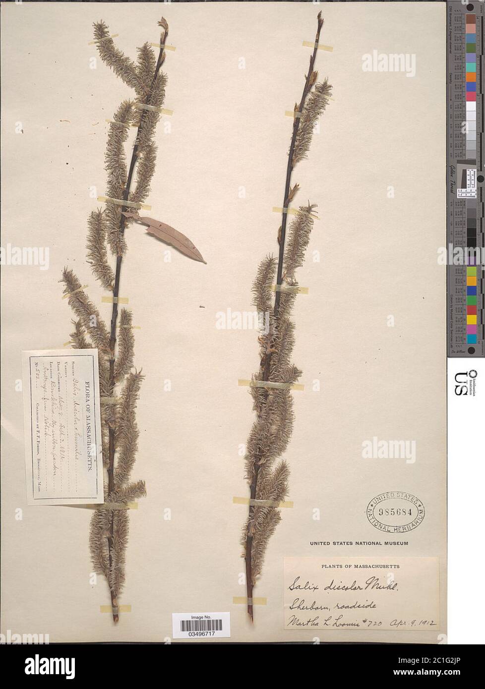 Salix Discolor High Resolution Stock Photography and Images - Alamy