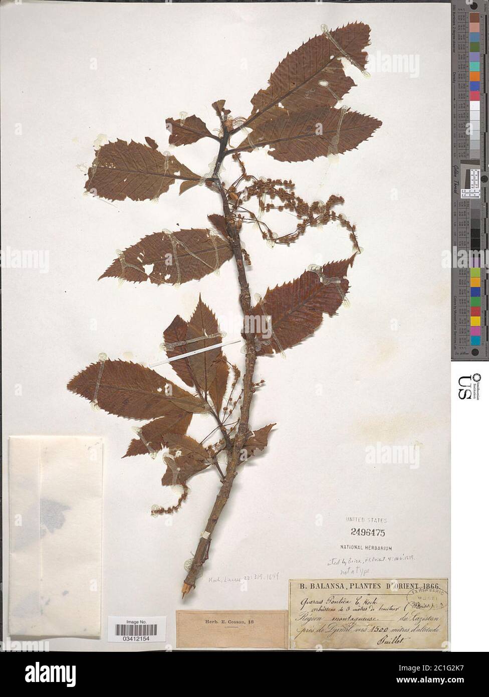 Quercus pontica K Koch Quercus pontica K Koch Stock Photo - Alamy