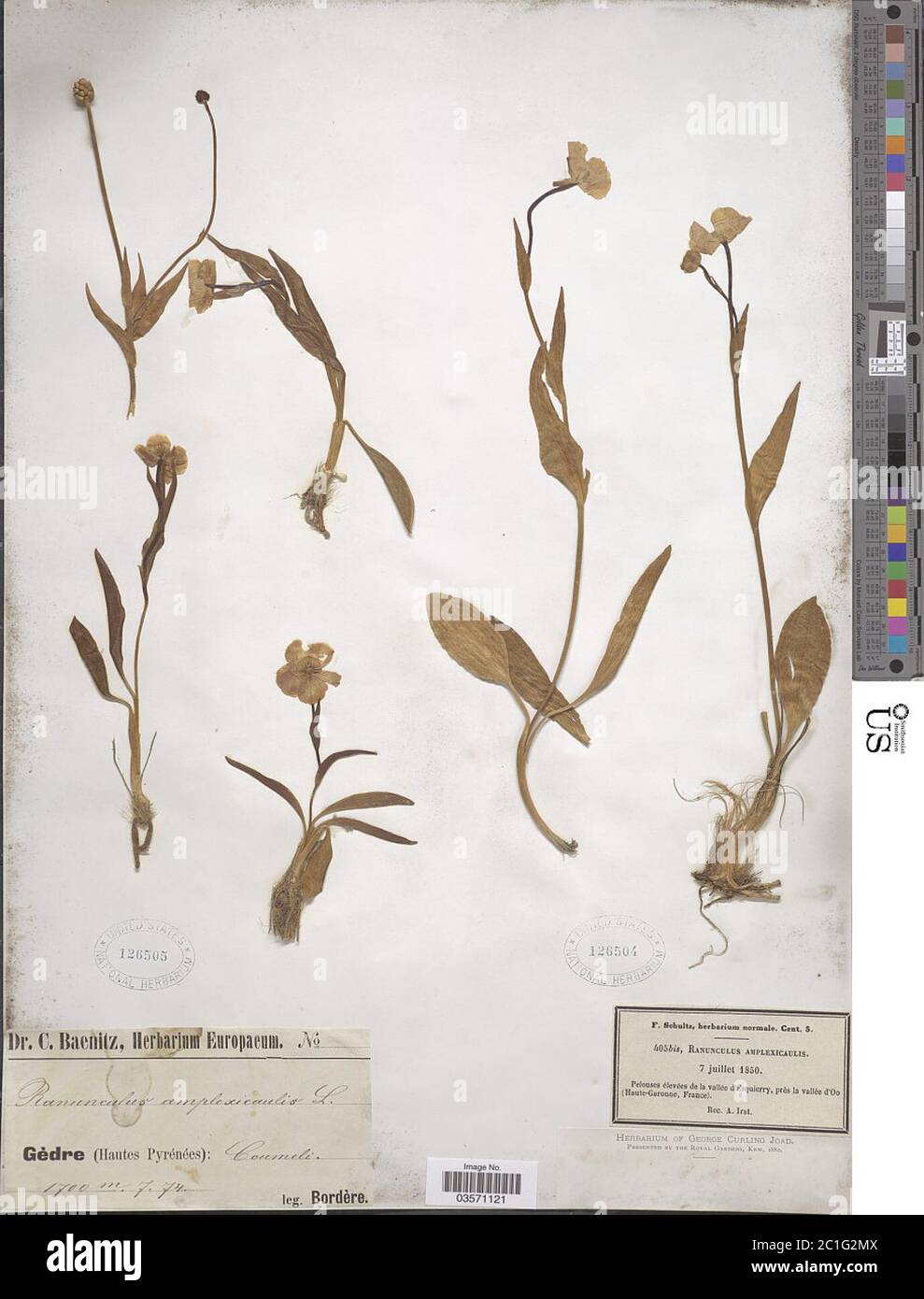 Ranunculus amplexicaulis L Ranunculus amplexicaulis L Stock Photo - Alamy