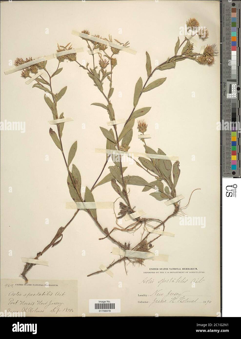 Eurybia spectabilis hi-res stock photography and images - Alamy