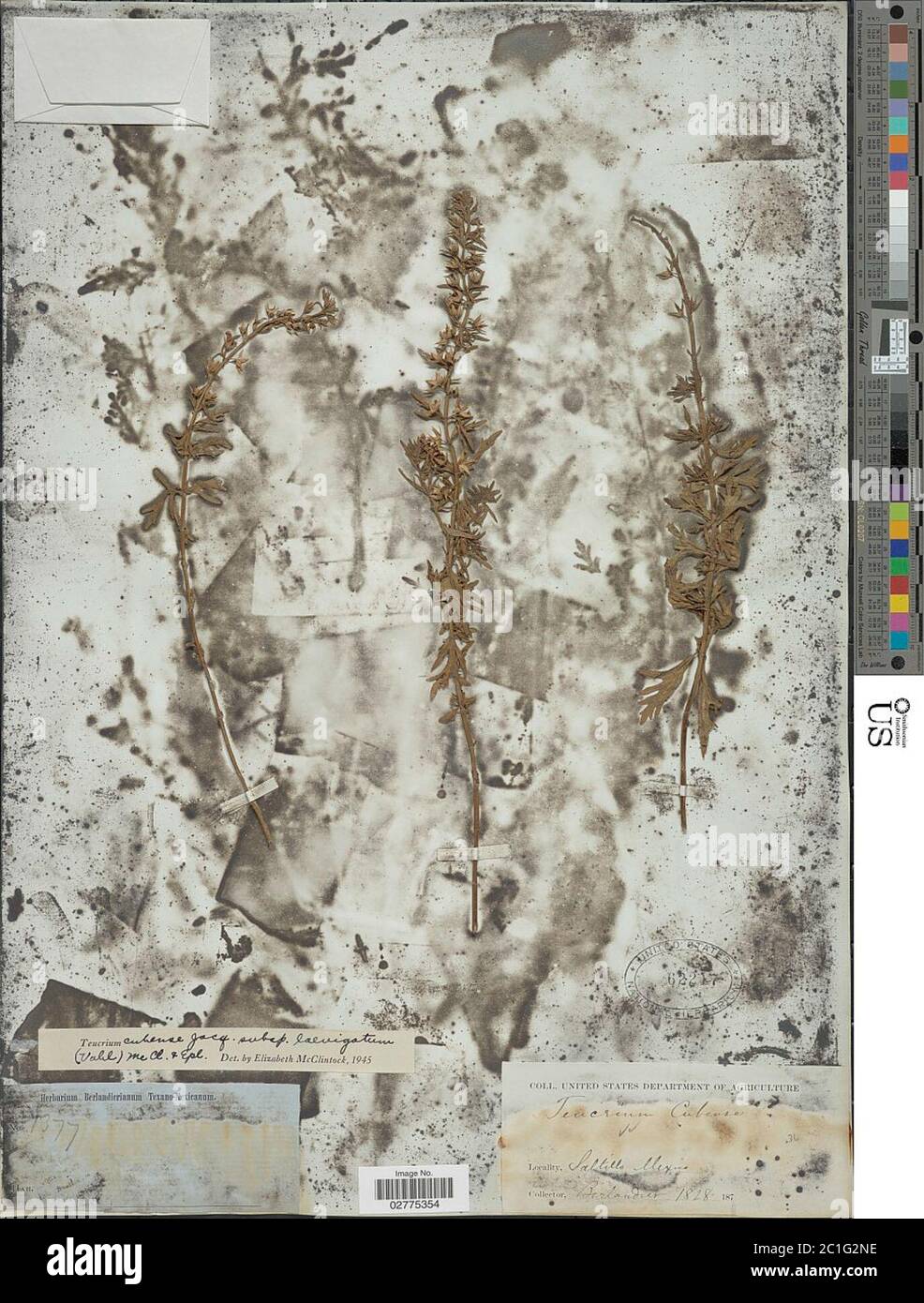 Teucrium cubense subsp laevigatum Jacq Teucrium cubense subsp ...
