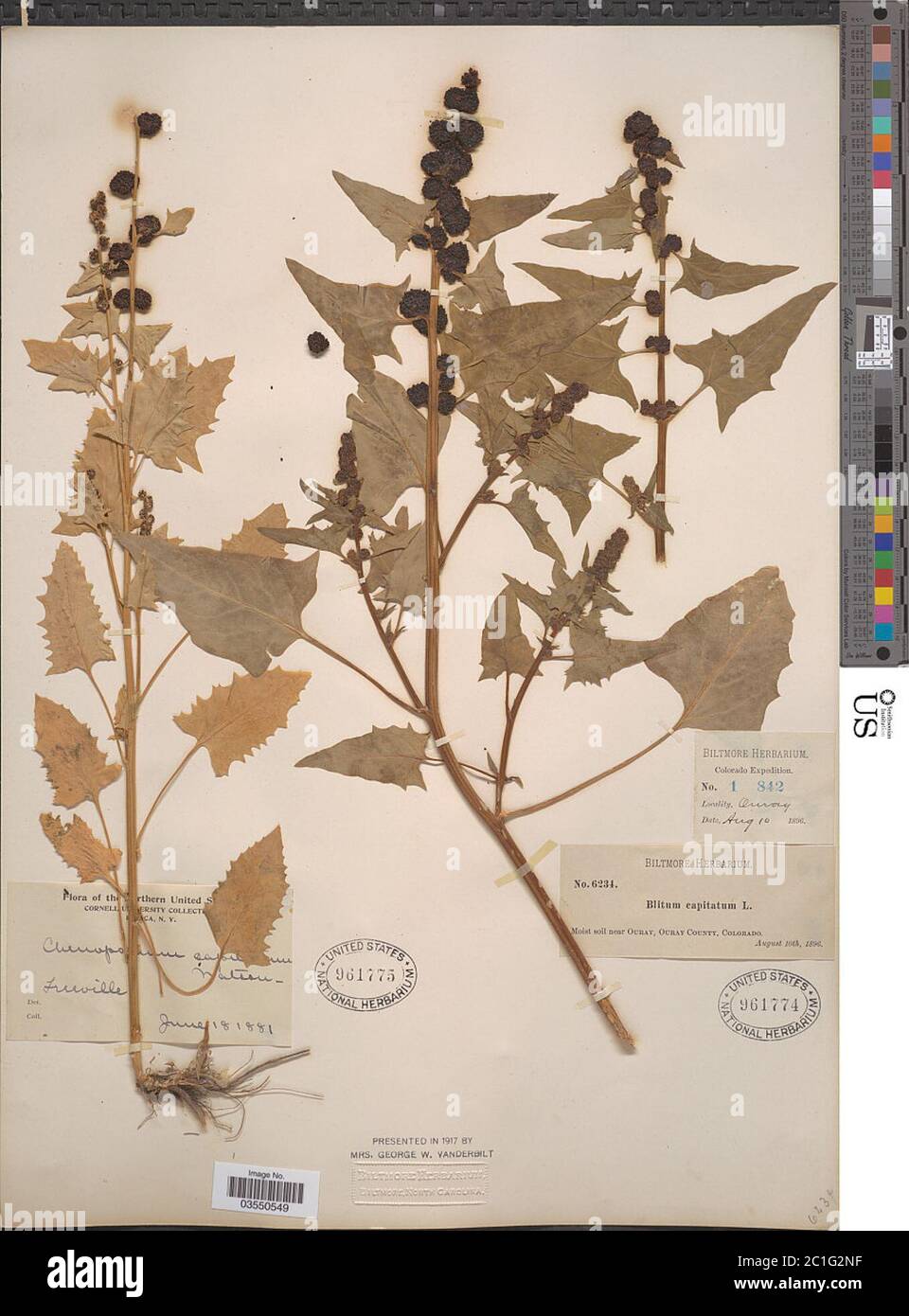 Blitum capitatum hi-res stock photography and images - Alamy