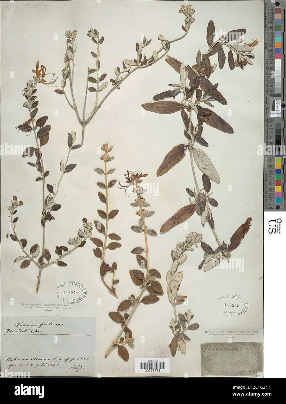 Teucrium fruticans L Teucrium fruticans L Stock Photo - Alamy