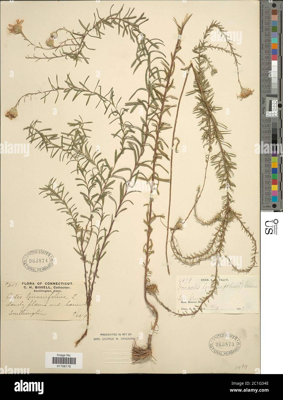Ionactis linariifolius hi-res stock photography and images - Alamy