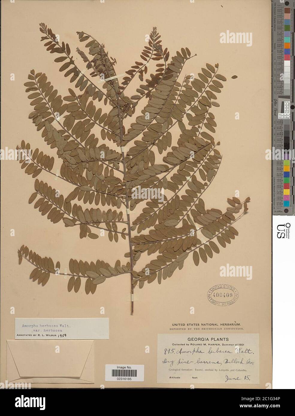 Amorpha herbacea Schltdl Amorpha herbacea Schltdl Stock Photo - Alamy