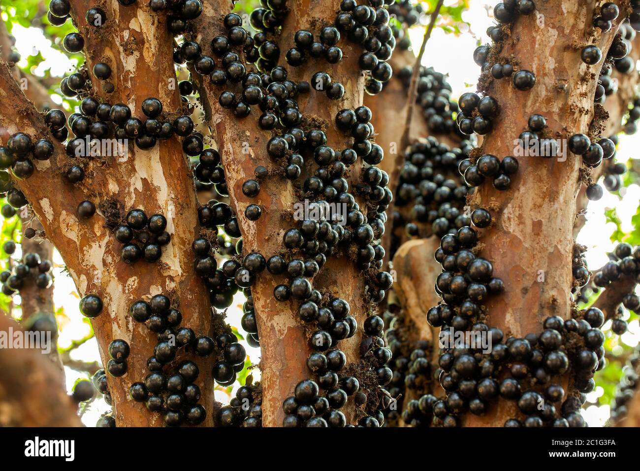 Jaboticaba brazilian tree with a lot of full-blown fruits on trunk ...
