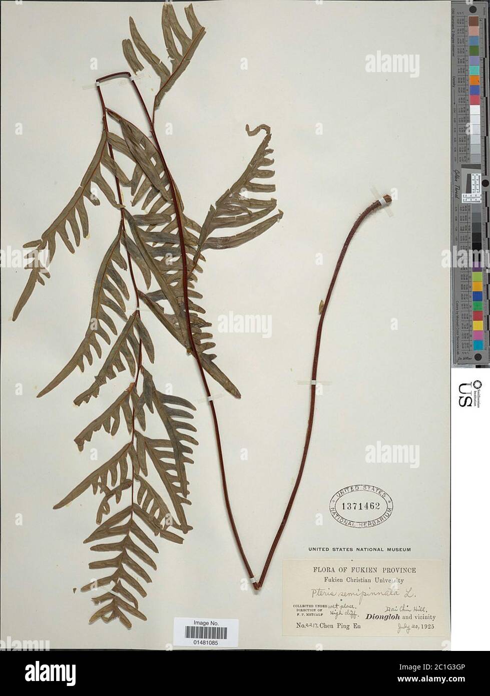 Pteris semipinnata hi-res stock photography and images - Alamy