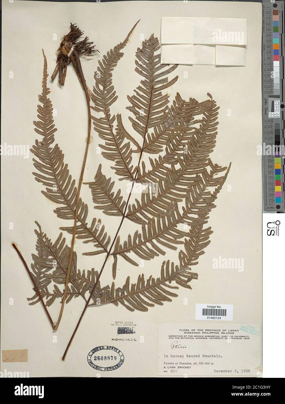 Pteris sp Pteris sp Stock Photo - Alamy