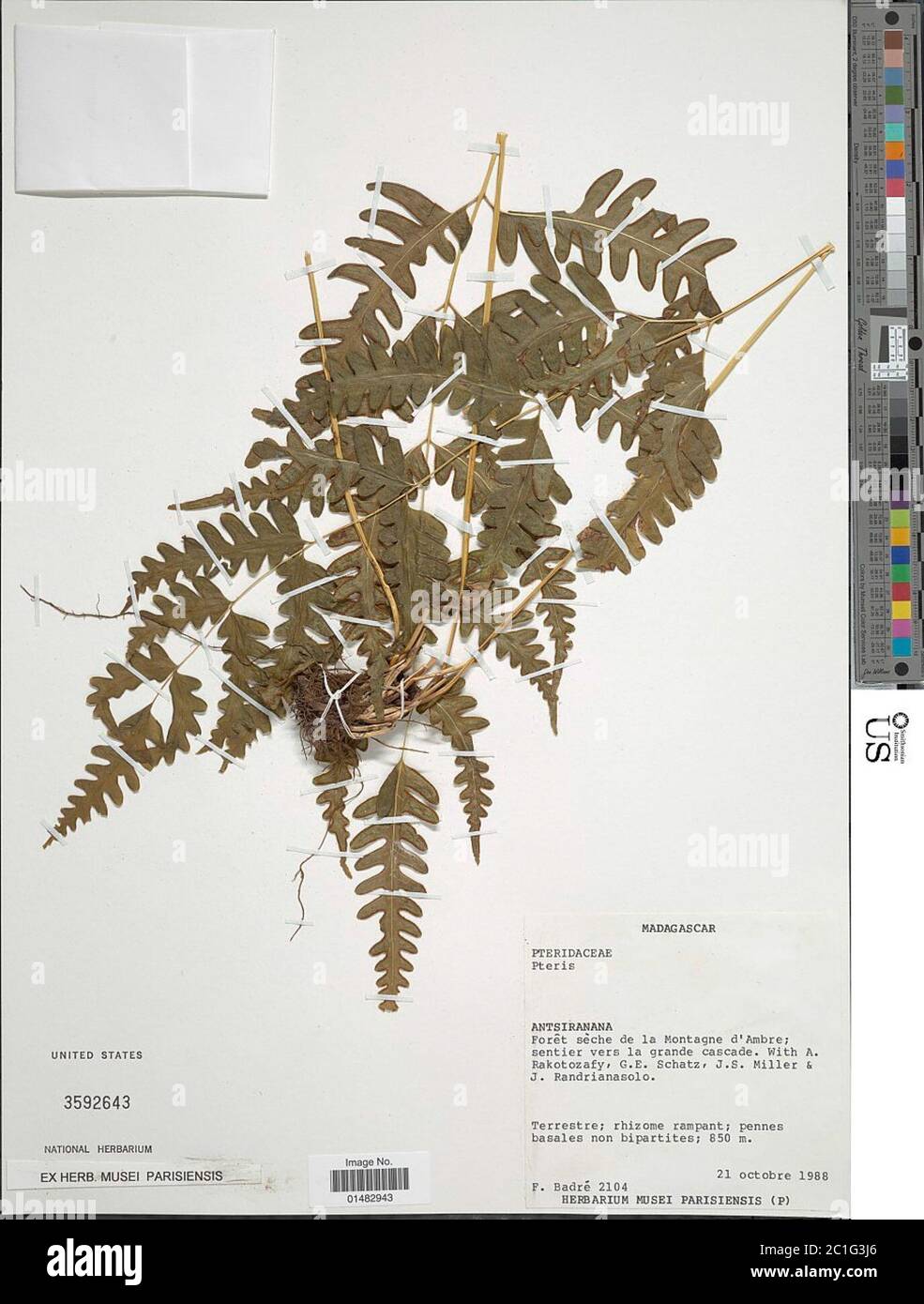 Pteris sp Pteris sp Stock Photo - Alamy