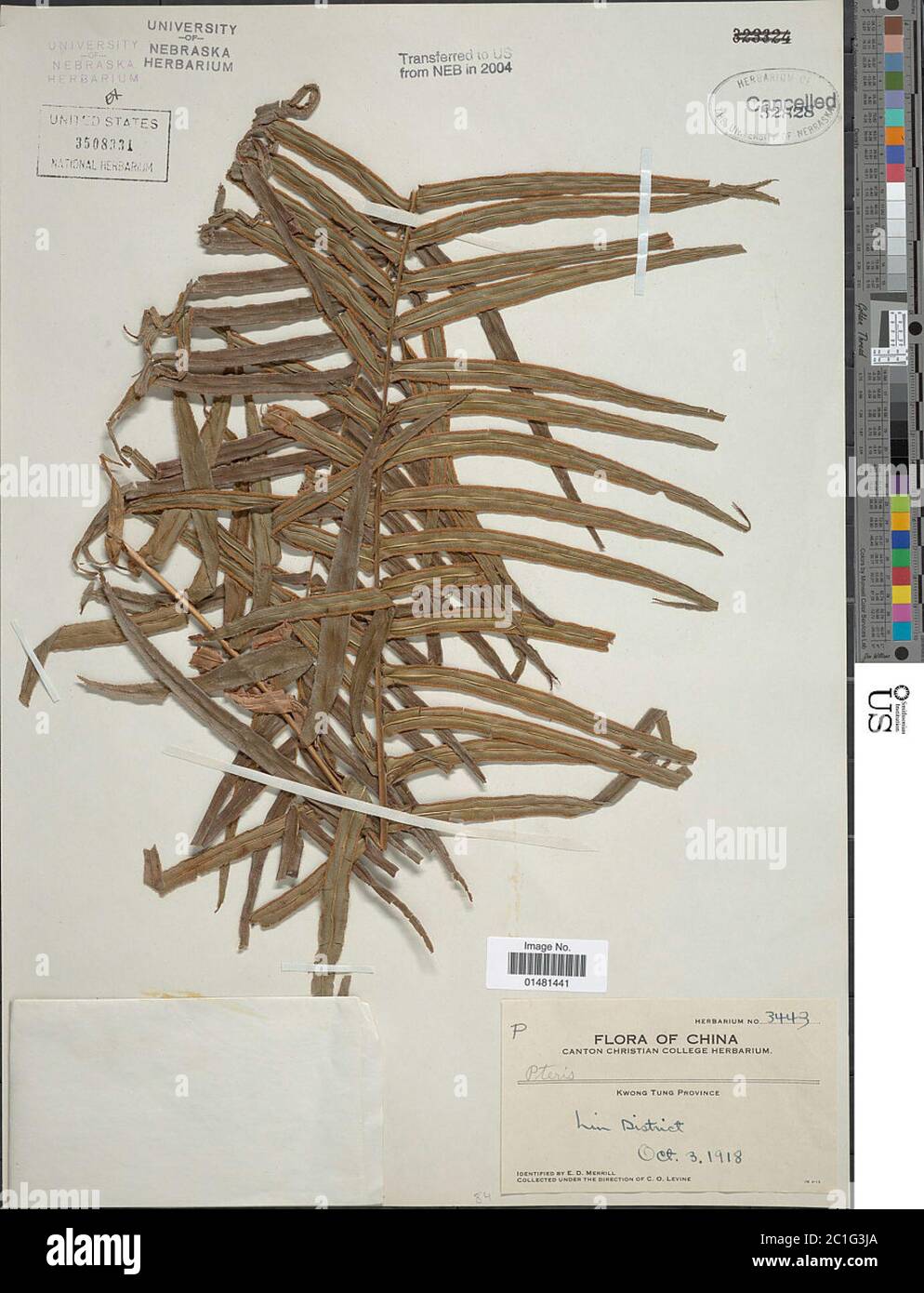 Pteris sp Pteris sp Stock Photo - Alamy