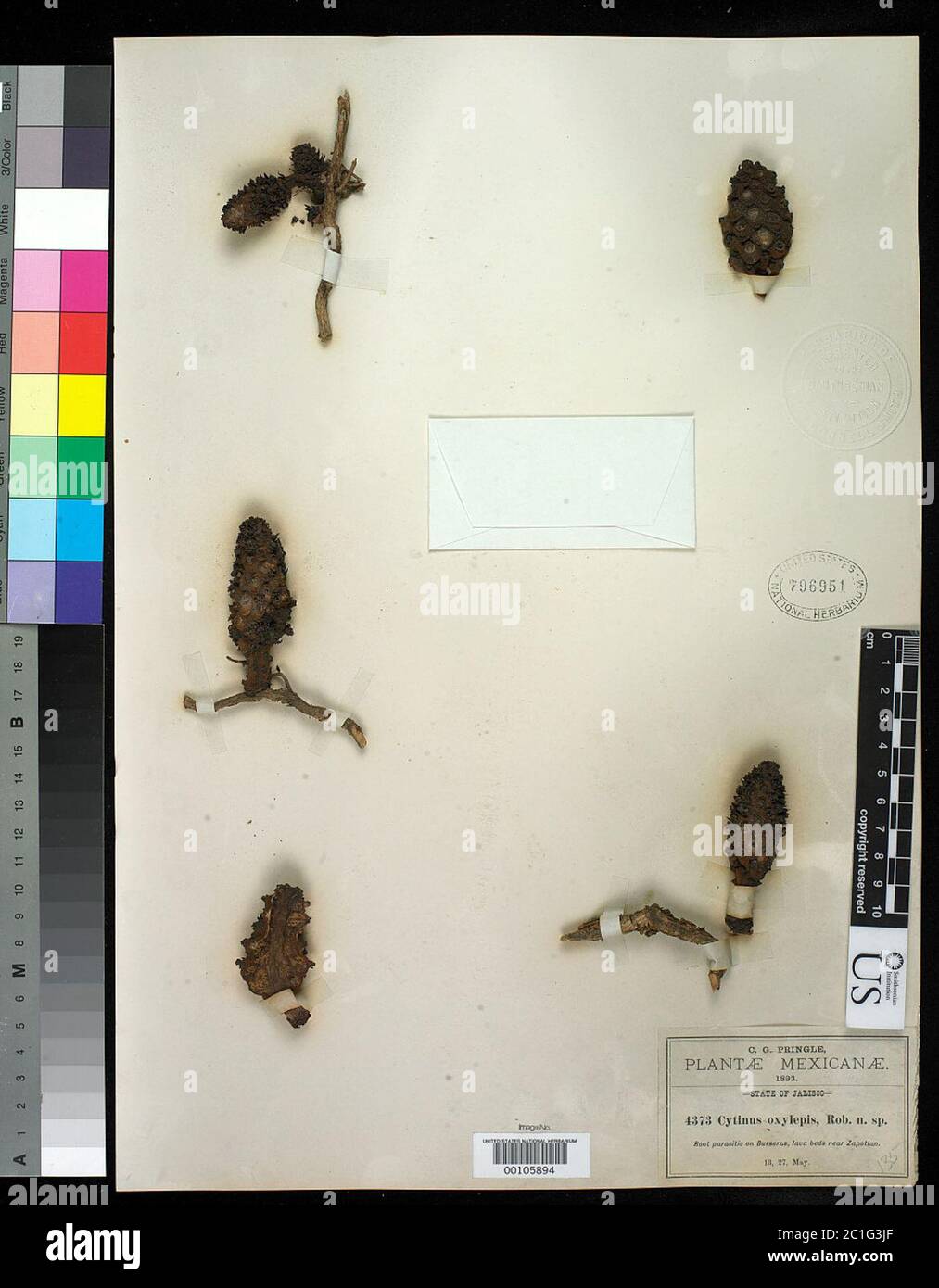 Cytinus hi-res stock photography and images - Alamy