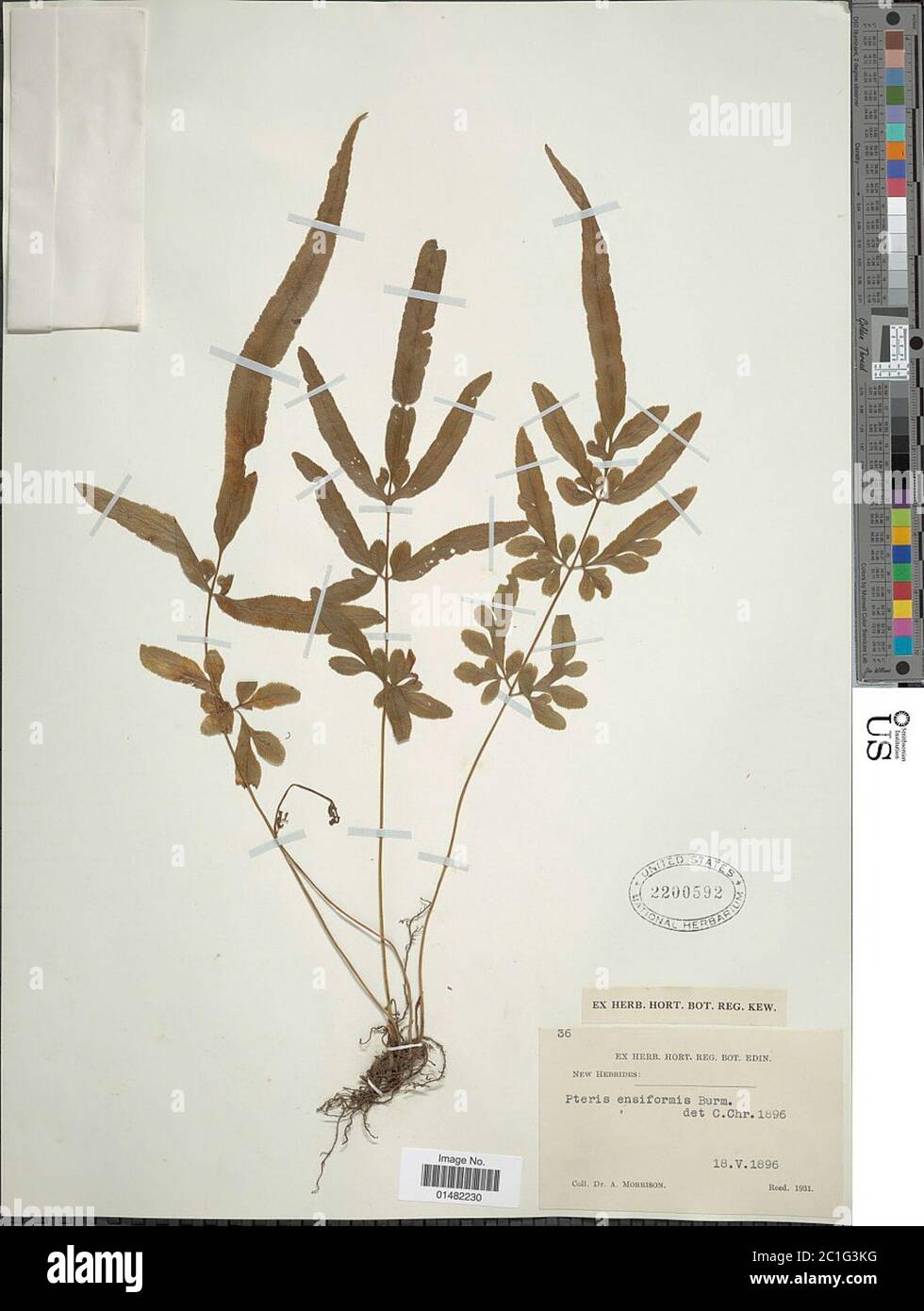 Pteris ensiformis hi-res stock photography and images - Alamy