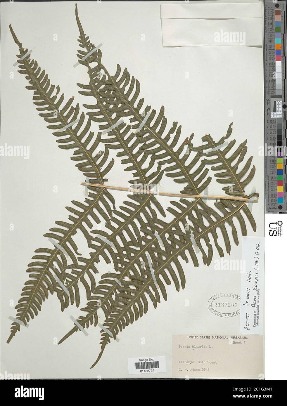 Pteris linearis Poir Pteris linearis Poir Stock Photo - Alamy