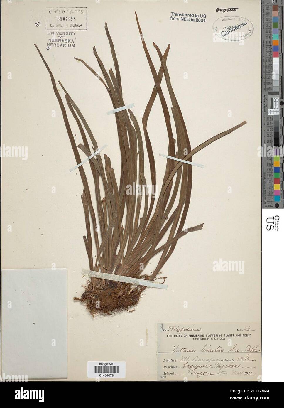 Vittaria lineata hi-res stock photography and images - Alamy