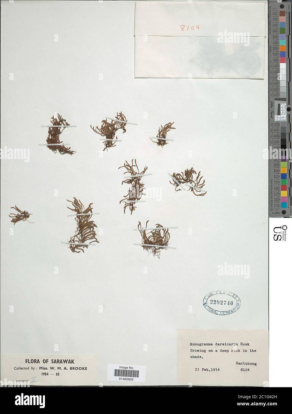 Haplopteris dareicarpa Hook S Linds WC Chen Haplopteris dareicarpa Hook ...